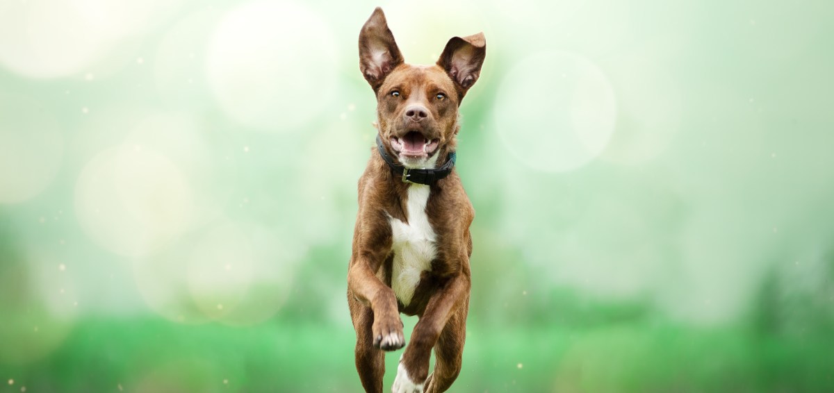 Le chien parfait n’existe pas… (et l’humain parfait non plus ...